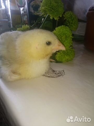 Мясо-яичные породные цыплята