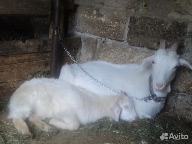 Козы
