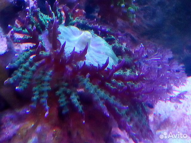 Песчаный анемон