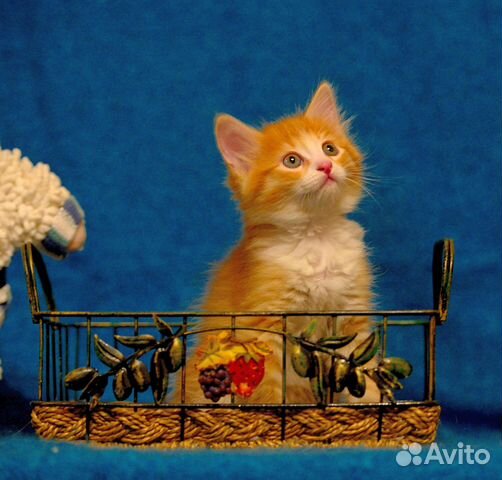 Снежана 1,5 мес