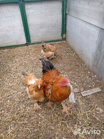 Семья кур Брама
