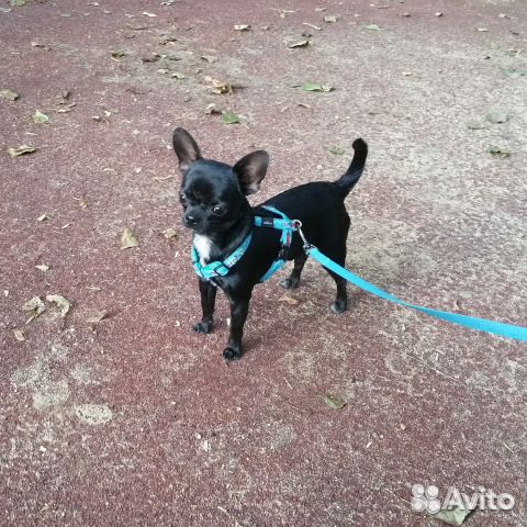 Вязка чихуахуа