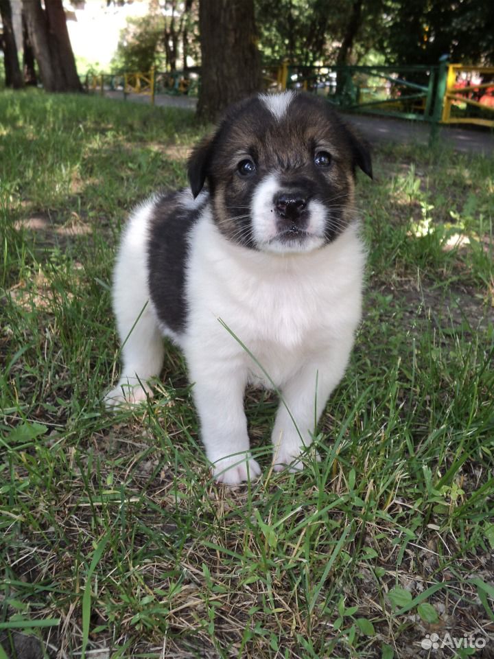 Толстопопик