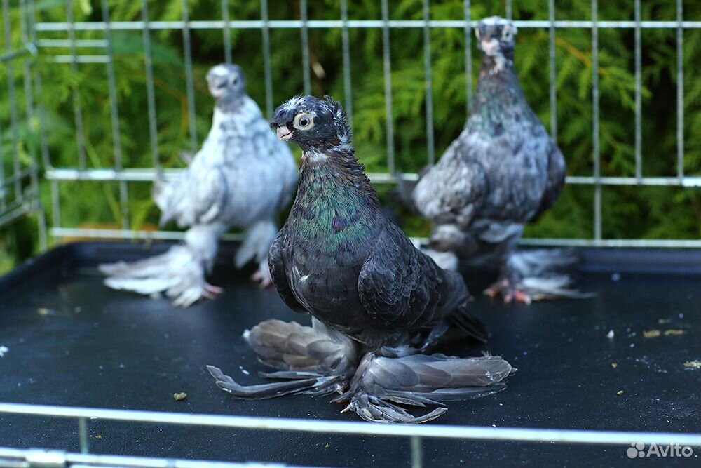 Голуби двухчубые