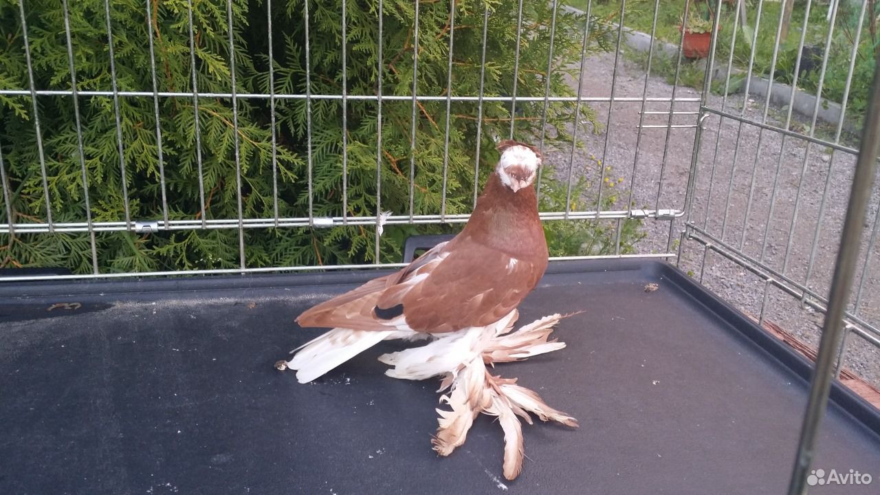 Голуби узбекские молодеж