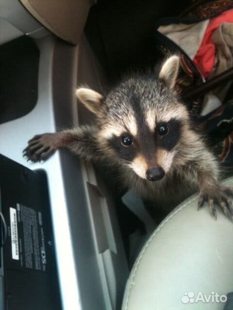 Щенок енота полоскуна(североамериканский) домашний