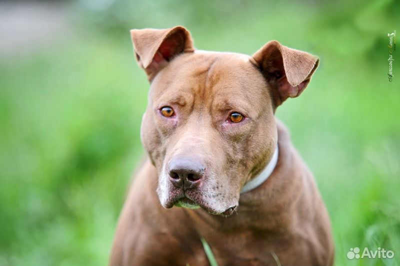 Питбуль-редноуз в хорошие руки