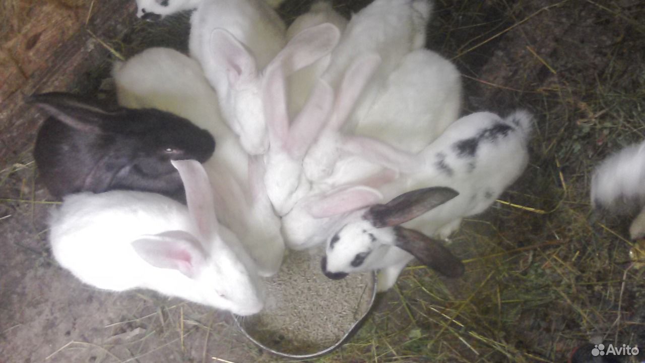 Кролики порода белый великан, мясо кролика