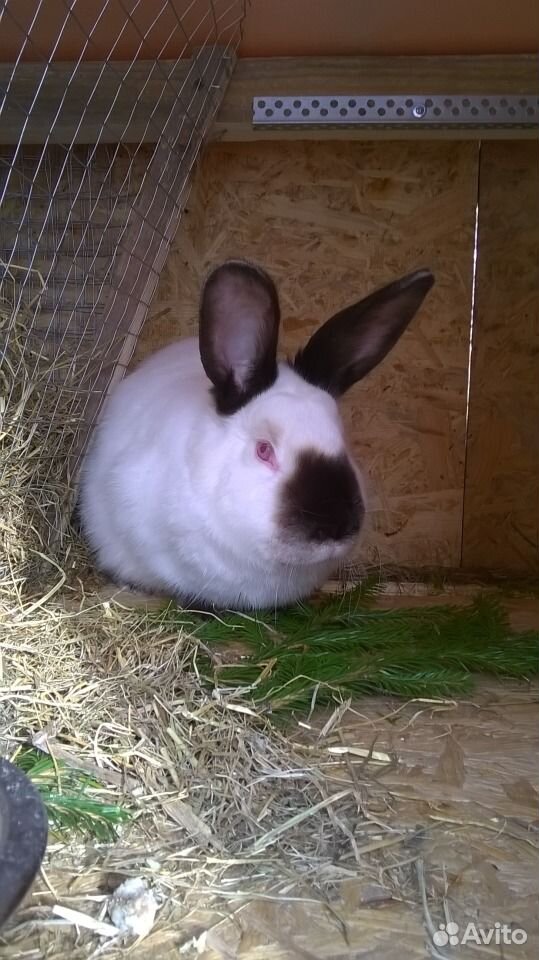 Калифорнийские кролики