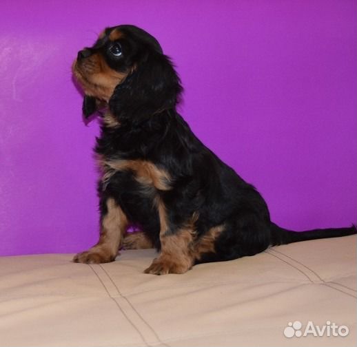 Кавалеры рубин и чп