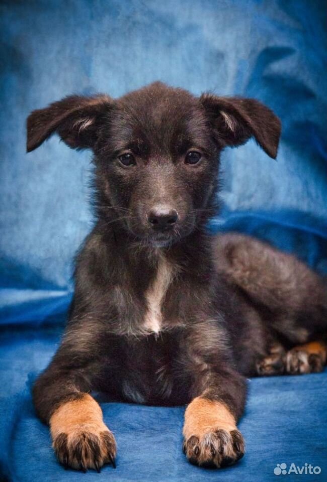 Щенок Тула - весёлая, плюшевая малышка