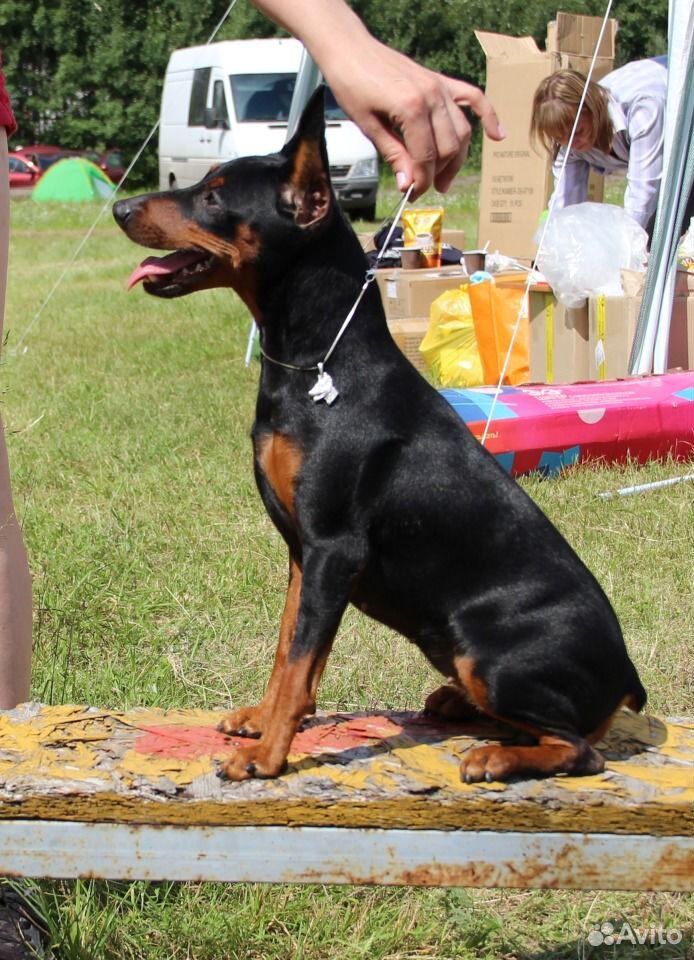 На продаже Цвергпинчер щенки г.Уфа