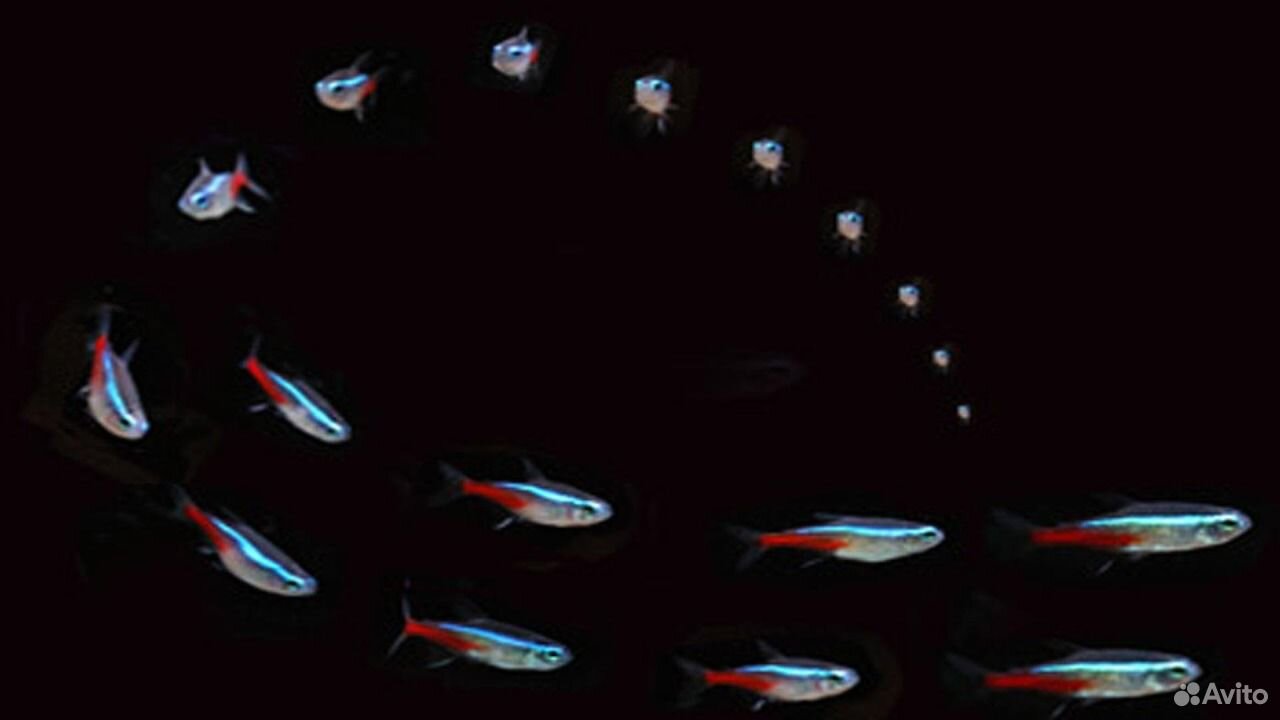 Неон, данио, кардинал, тернеция - стайками