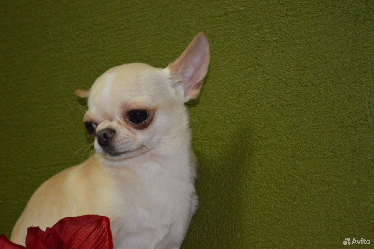 Шикарный мальчик чихуахуа Кобби типа