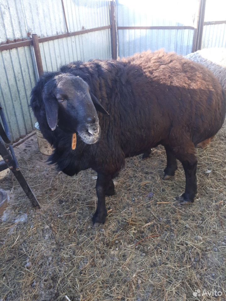 Гиссарские овцы