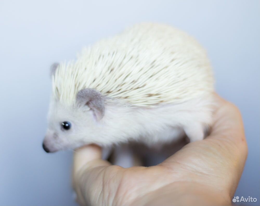 Белоснежный карликовый ежонок Снежок