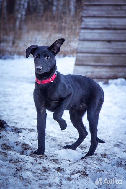 Красавица щенок Джесси в добрые руки