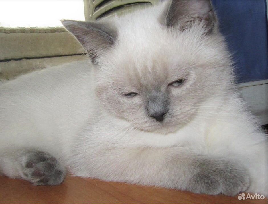 Шотландская кошечка 6 месяцев