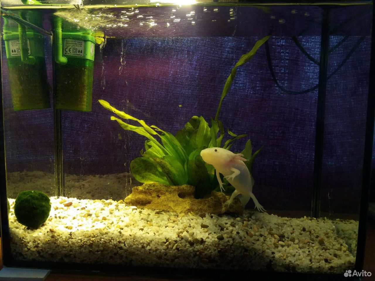 Аксолотль с аквариумом