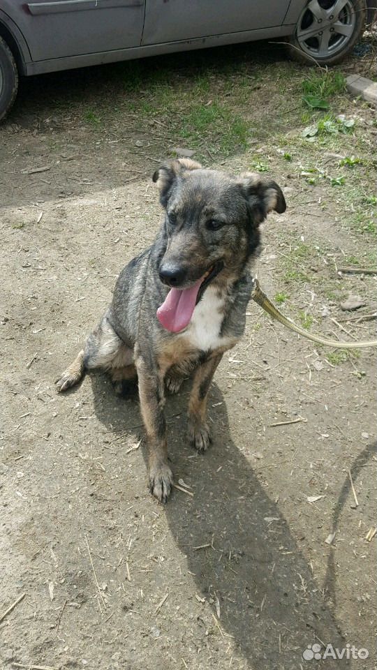 Агата из приюта в хорошие руки