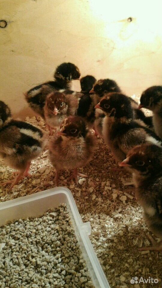 Цыплята Красный барневельдер