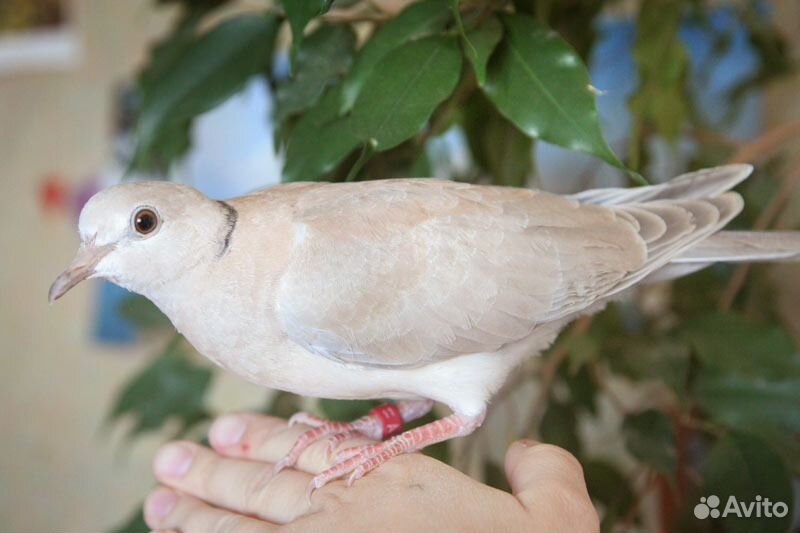 Горлицы смеющиеся