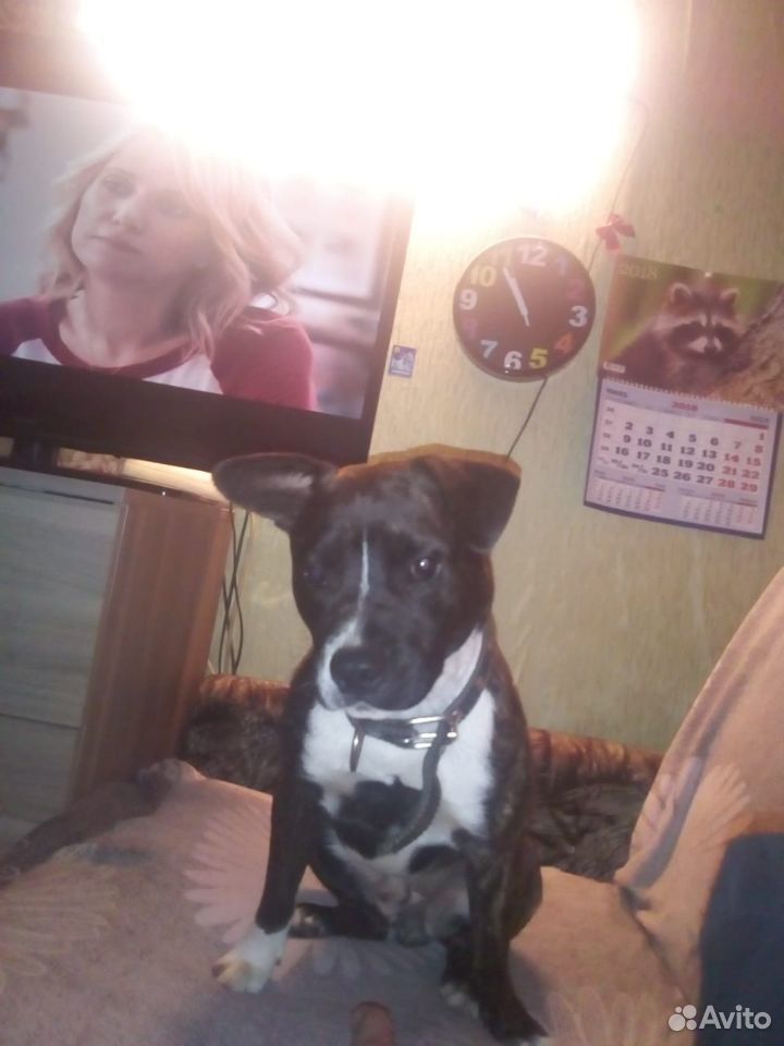 Отдам в добрые руки