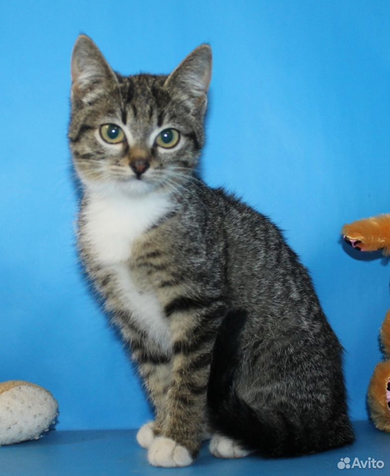 Ищет семью котенок Триша