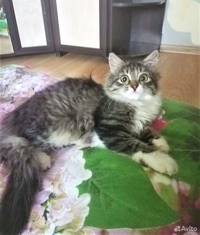 Сибирский котенок-девочка в дар - 3 мес