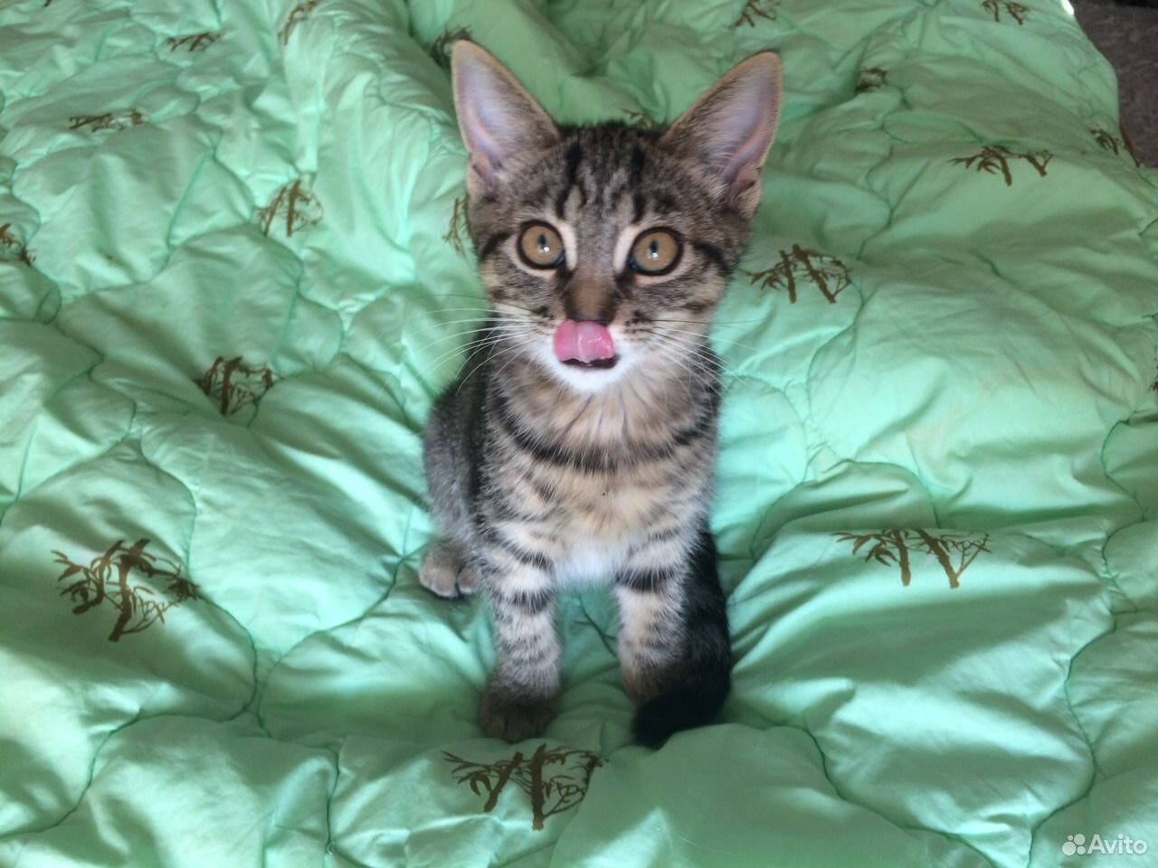 Две полосатые девчонки ищут заботливую семью