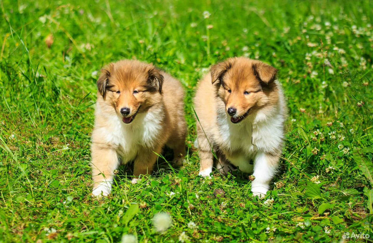 Щенки колли
