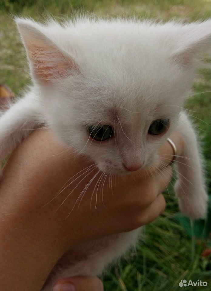 Котята ждут новых хозяев