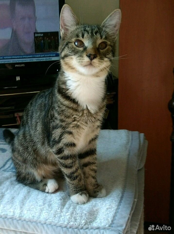 Кошечка Бася