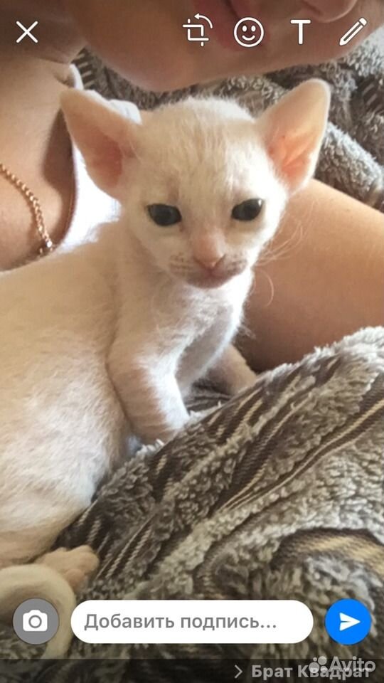 Кошечка сфинкс 1,5 месяца