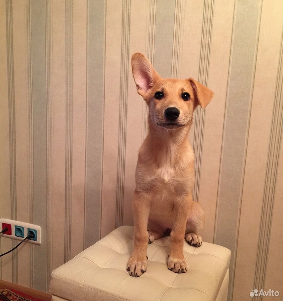 Щенок девочка красавица, 3 месяца. В добрые руки