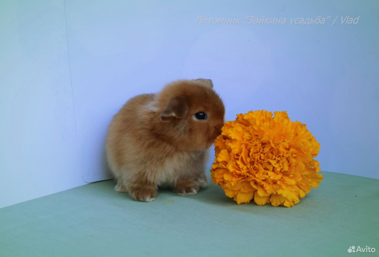 Карликовый кролик яркого окраса. Питомник. Видео