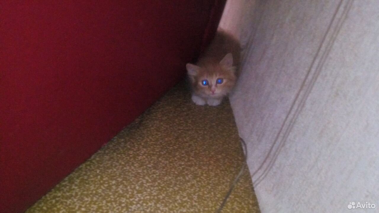 Сибирская кошечка
