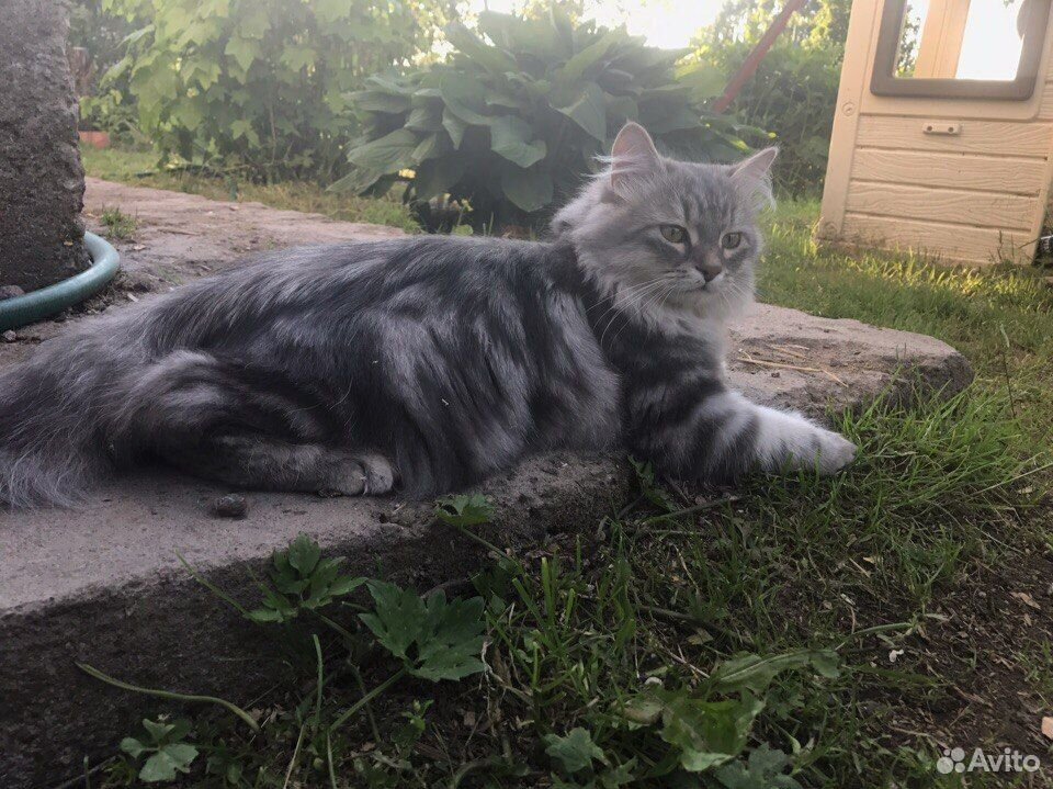 Сибирский кот.Вязка