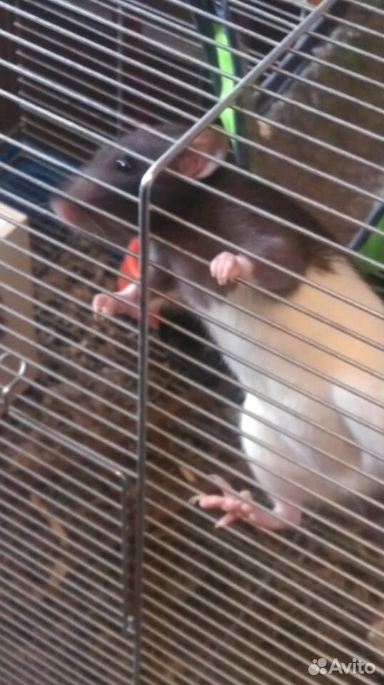 Крысы дамбо