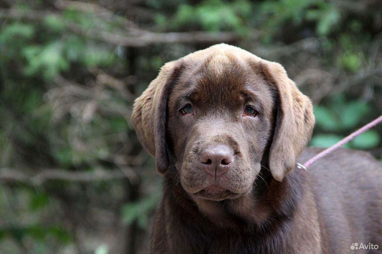 Лабрадор щенки шоколадная девочка, щенок из питомн