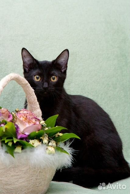 Черная красавица Тайли, котенок в дар