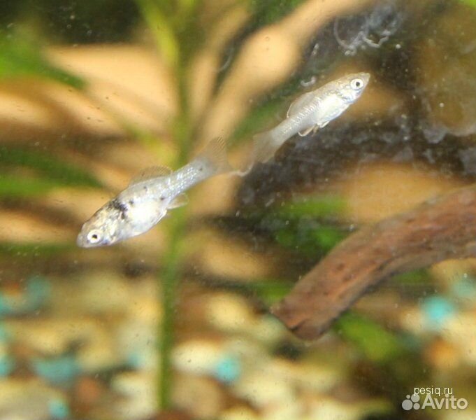 Моллинезии далматин