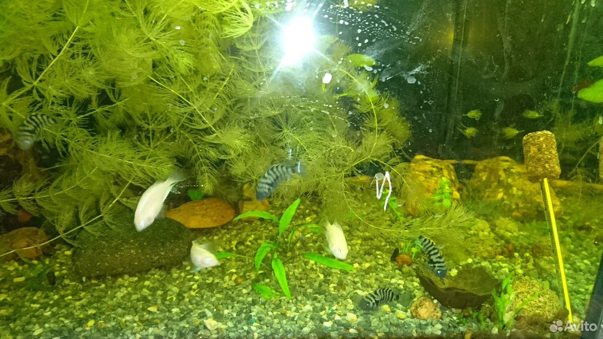 Малавийские цихлиды