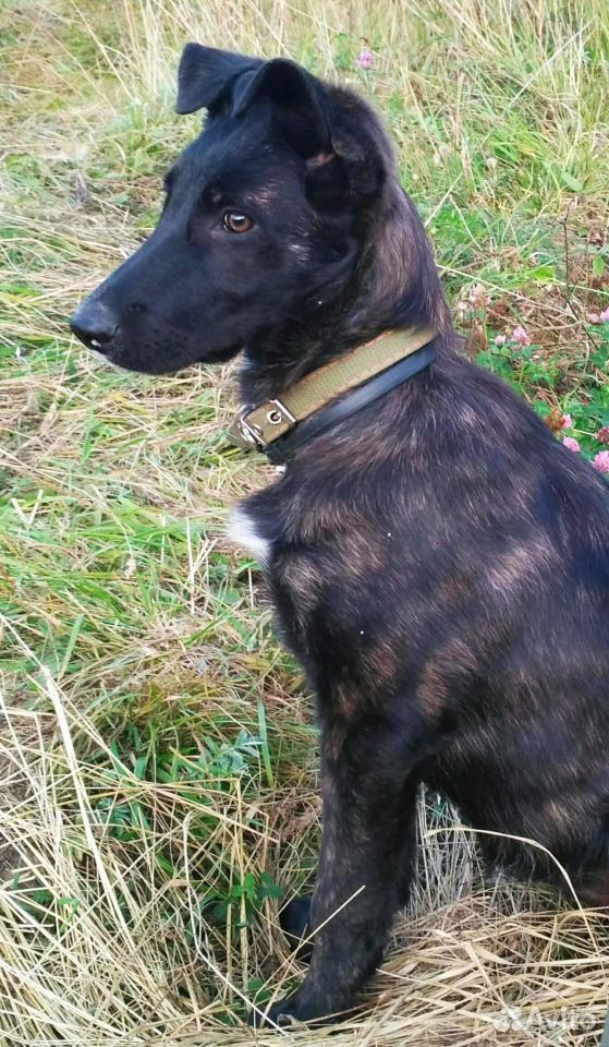 Дана - собака отличная, адекватная, энергичная