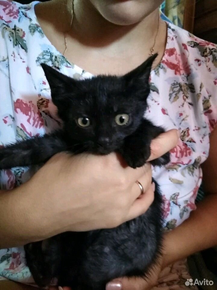 Чёрные кошки приносят счастье, не верьте в приметы