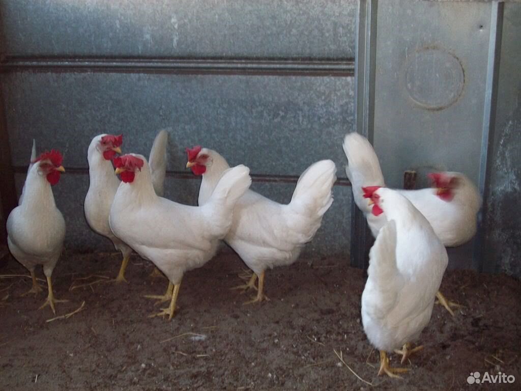 Продаются куры Леггорн