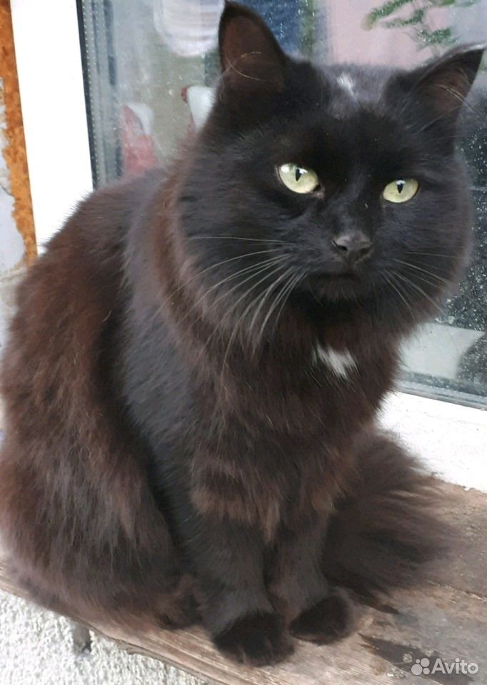 Алиса отдам в добрые руки