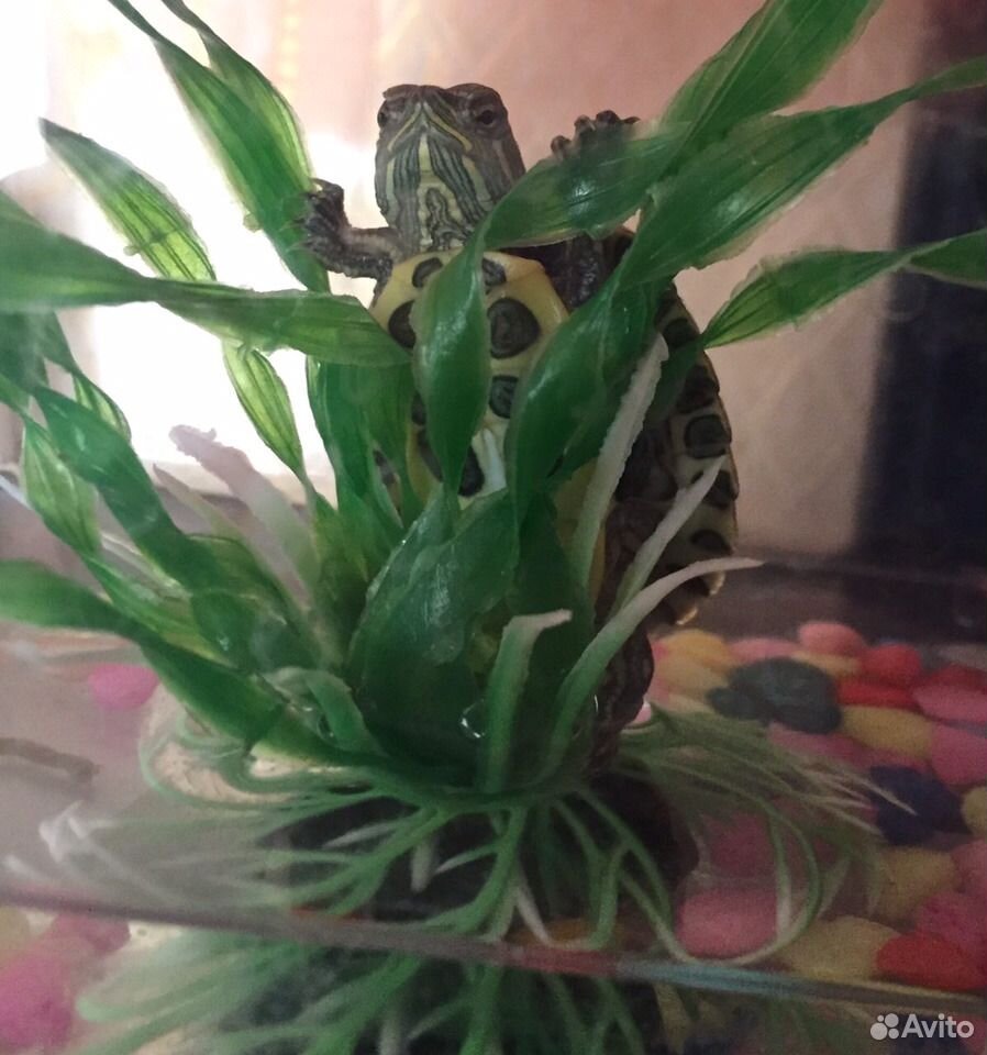 Красноухая черепаха