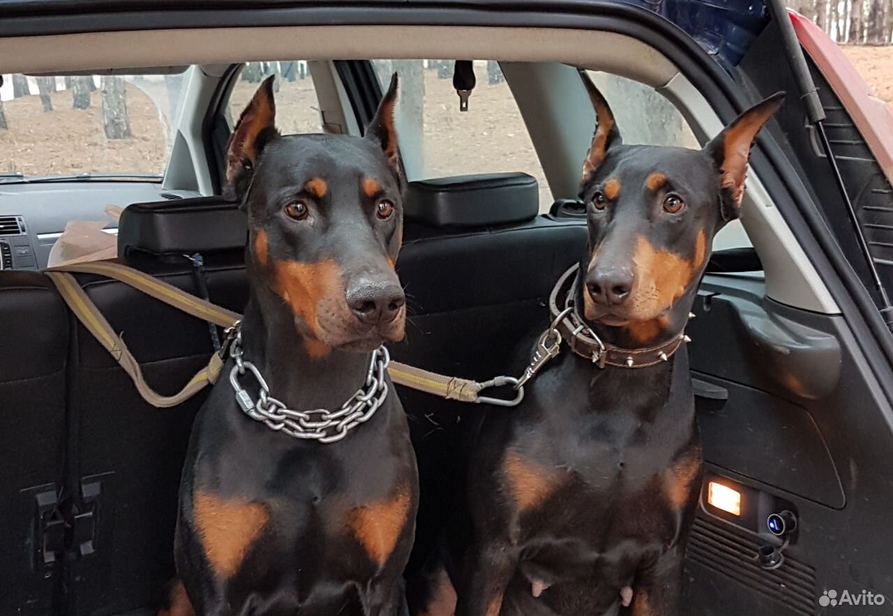 Щенки доберманчики
