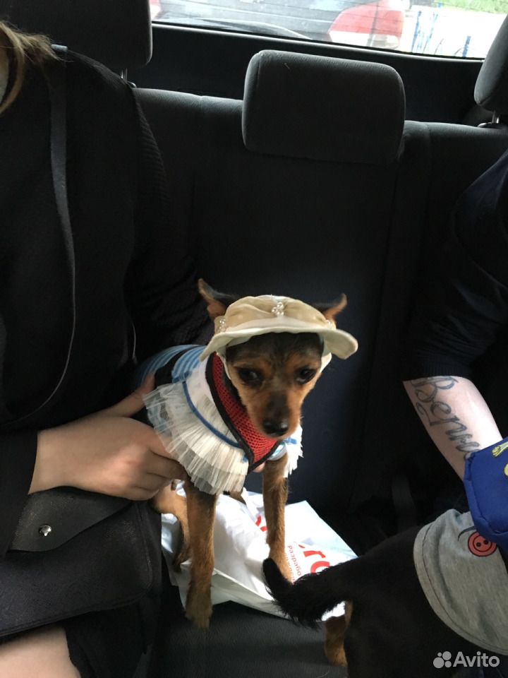 Продам щенка